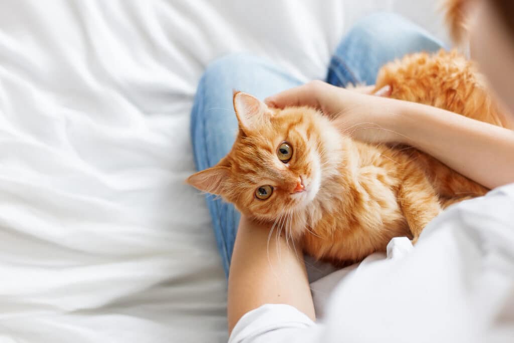¿Cómo escoge un gato a su persona favorita? - Criadero Targaryen